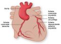 Las arterias coronarias | Texas Heart Institute