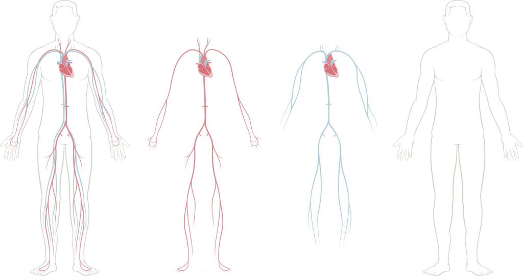 Bundle Branch Block | The Texas Heart Institute®