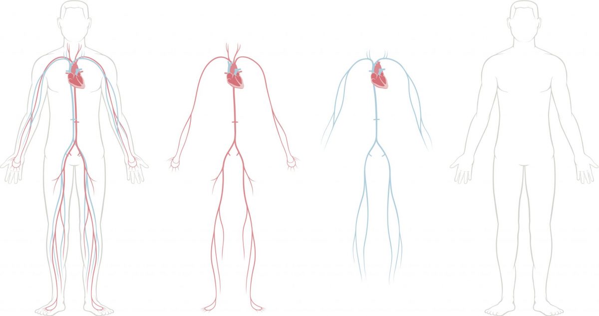 Bundle Branch Block | The Texas Heart Institute®