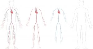 The Cardiovascular System | The Texas Heart Institute®