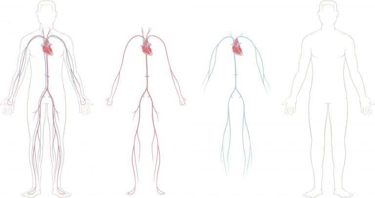 The Cardiovascular System | The Texas Heart Institute®