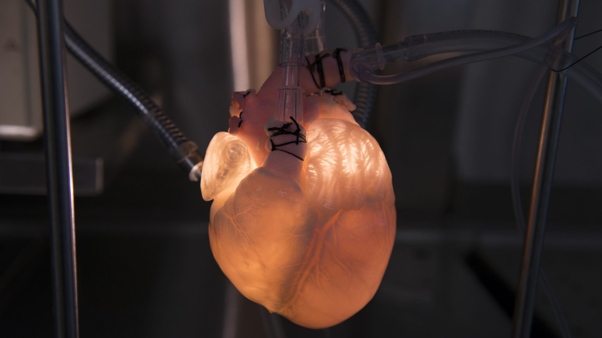 Science Friday Celebrates Heart Regeneration On Valentines Day Texas