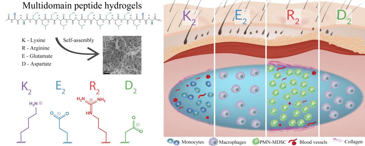 Hydrogels control inflammation to help healing | The Texas Heart Institute®