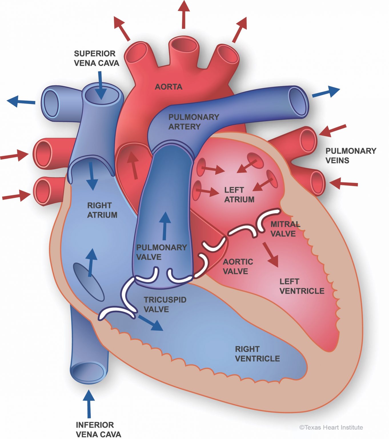 Salud cardiovascular: Anatomia del corazón | Texas Heart Institute®