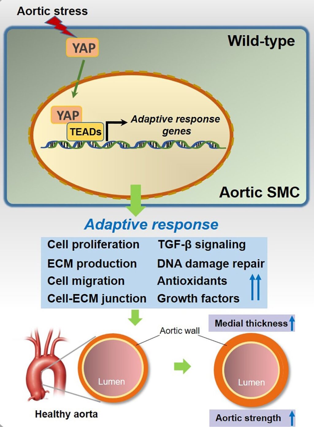 Characterizing the Protective Adaptive Response to Stress in Smooth ...