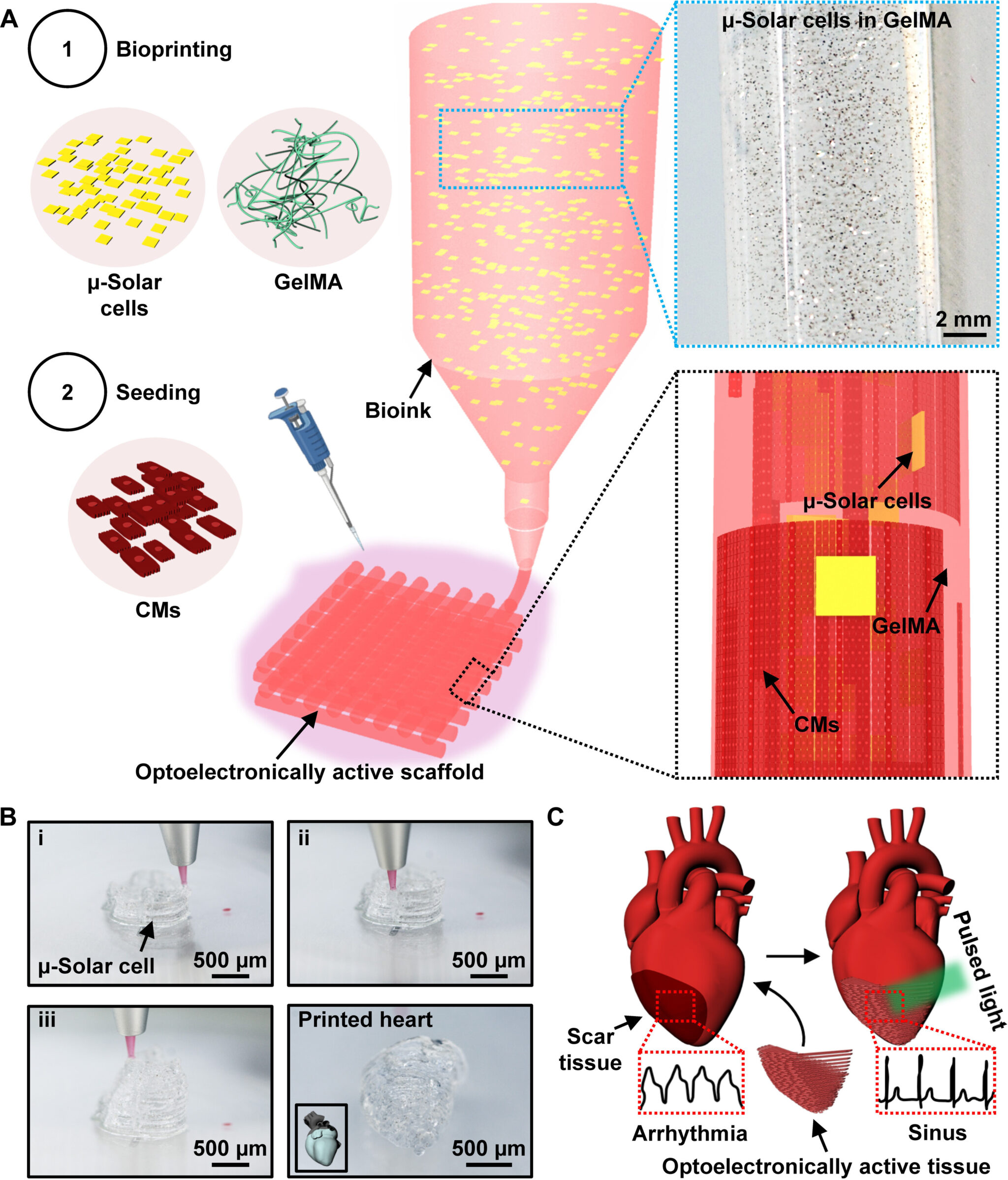 Researchers at The Texas Heart Institute Pioneer Light-Responsive and ...